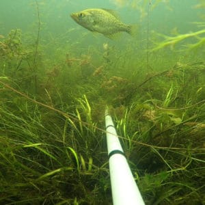 What Food Should You Feed Crappie in Ponds? (Crappie Food Guide) - Pond ...