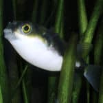 14 Freshwater Pufferfish (Facts, Pics, & ID) - Pond Informer
