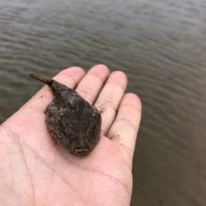 14 Freshwater Pufferfish (Facts, Pics, & ID) - Pond Informer