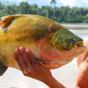 List of Fish Species in Lake Okeechobee 2023 [Updated] - Pond Informer