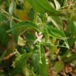 10 Best Plants That Repel Snakes 2023 [Plants Snakes Hate] - Pond Informer