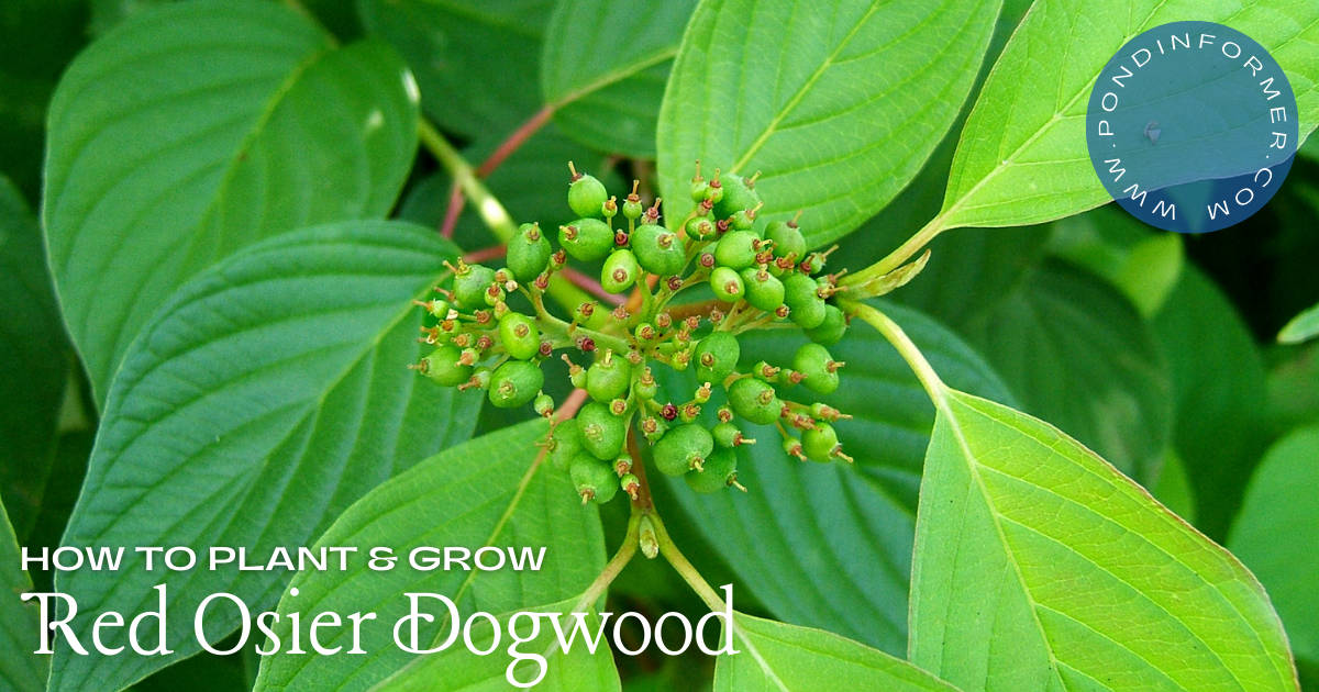 How to Plant & Grow Red Osier Dogwood (Cornus sericea) - Pond Informer