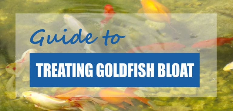 Why Is My Pond Goldfish Bloated? [Causes & Treatment] - Pond Informer