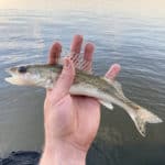 Fish Species in Devil's Lake, Wisconsin (Updated) - Pond Informer