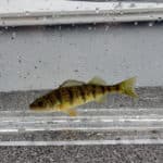 Fish Species in Devil's Lake, Wisconsin (Updated) - Pond Informer