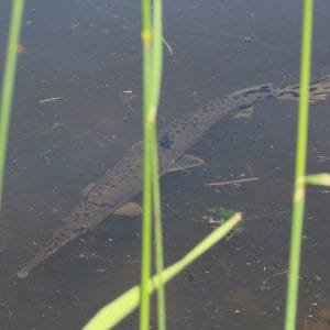List of Gar Fish Species (Facts, Pics & ID) - Pond Informer