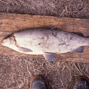 List of Fish Species in the Innoko River (Updated) - Pond Informer