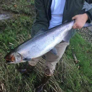 List of Fish Species in the Innoko River (Updated) - Pond Informer