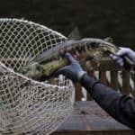 List of Fish Species in the Innoko River (Updated) - Pond Informer