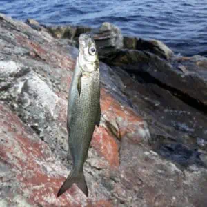 List of Fish Species in the Innoko River (Updated) - Pond Informer