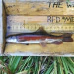 List of Fish Species in Lake Chelan (Updated) - Pond Informer