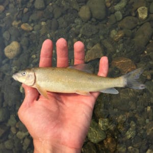 List of Fish Species in Lake Chelan (Updated) - Pond Informer