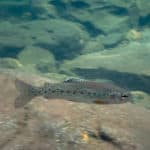 List of Fish Species in Lake Chelan (Updated) - Pond Informer