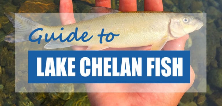 List of Fish Species in Lake Chelan 2023 [Updated] - Pond Informer