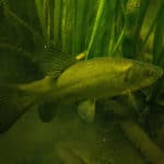 List of Fish Species in Lake Chelan (Updated) - Pond Informer