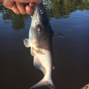 List of Fish Species in Lake Gaston (Updated) - Pond Informer