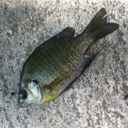 List of Fish Species in Lake Gaston (Updated) - Pond Informer