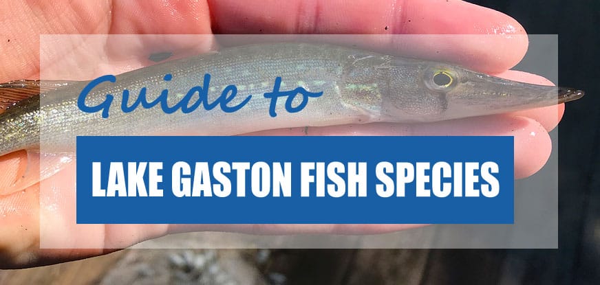 List of Fish Species in Lake Gaston (Updated) - Pond Informer