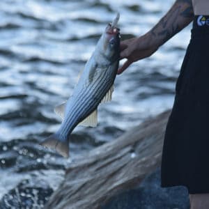 List of Fish Species in Lake Gaston (Updated) - Pond Informer