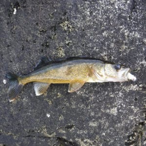 List of Fish Species in Lake Gaston (Updated) - Pond Informer