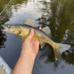 List of Fish Species in Lake Sakakawea (Updated) - Pond Informer