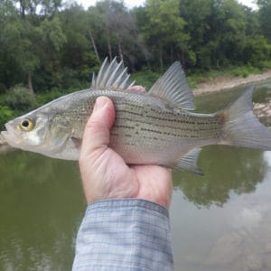 List of Fish Species in Lake Sakakawea (Updated) - Pond Informer