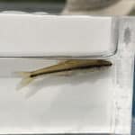 List of Fish Species in Lake St. Francis (Updated) - Pond Informer