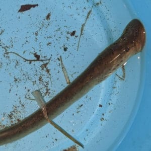 List of Fish Species in Lake St. Francis (Updated) - Pond Informer