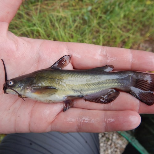 List of Fish Species in Pomona Lake (Updated) - Pond Informer