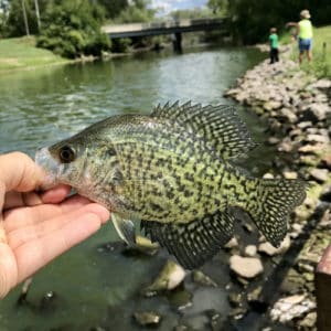 List of Fish Species in Pomona Lake (Updated) - Pond Informer