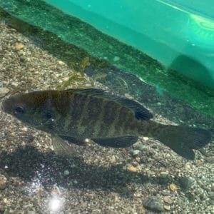 List of Fish Species in Pomona Lake (Updated) - Pond Informer