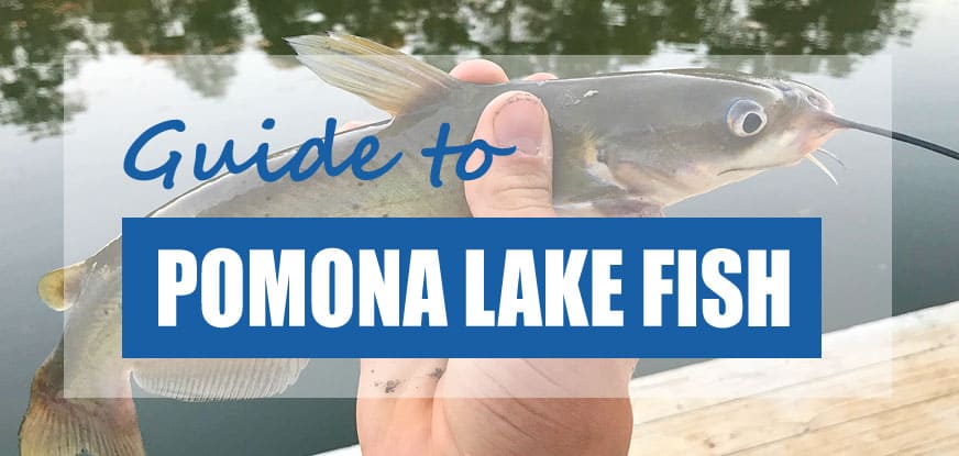 List of Fish Species in Pomona Lake (Updated) - Pond Informer