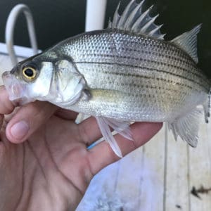 List of Fish Species in Pomona Lake (Updated) - Pond Informer