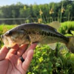 Fish Species in the Pymatuning Reservoir (Updated) - Pond Informer