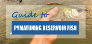 List of Fish Species in the Pymatuning Reservoir 2023 [Updated] - Pond ...