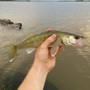Fish Species in the Pymatuning Reservoir (Updated) - Pond Informer