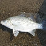 Fish Species in the Pymatuning Reservoir (Updated) - Pond Informer