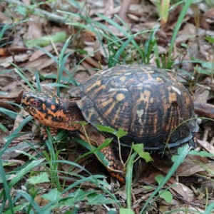 List of Turtle Species in Florida 2022 (ID + Pictures) - Pond Informer