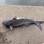 List of Fish Species in Caddo Lake (Updated) - Pond Informer