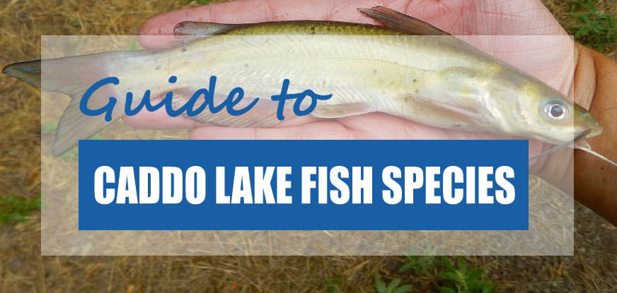 List of Fish Species in Caddo Lake (Updated) - Pond Informer