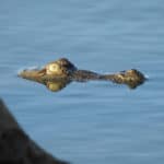 12 Most Dangerous Animals in the Everglades - Pond Informer