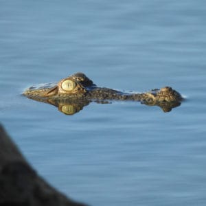 12 Most Dangerous Animals in the Everglades - Pond Informer