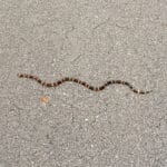 12 Most Dangerous Animals in the Everglades - Pond Informer