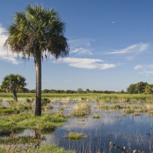 12 Most Dangerous Animals in the Everglades - Pond Informer