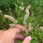 12 Safe Pond Plants for Ducks (Plants Ducks Love) - Pond Informer
