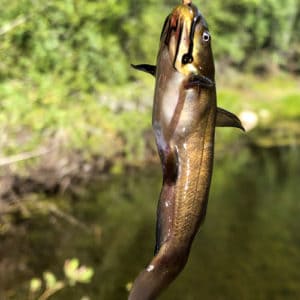 Freshwater Catfish of North America (ID + Pics) - Pond Informer