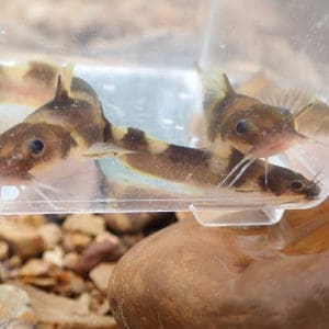 Freshwater Catfish of North America (ID + Pics) - Pond Informer