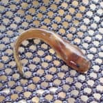 Freshwater Catfish of North America 2023 [ID + Pictures] - Pond Informer