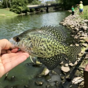 24 Freshwater Fish Species in Alabama (ID + Pics) - Pond Informer