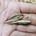 24 Freshwater Fish Species in Alabama (ID + Pics) - Pond Informer